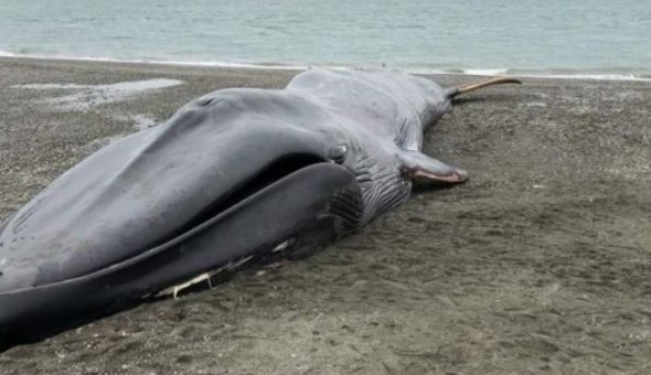 Encuentran rayado cuerpo de ballena azul muerta en Punta Arenas — Futuro