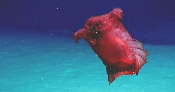 Raro "monstruo tipo pollo sin cabeza" fue filmado en el fondo del mar