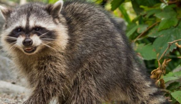 Mapaches provocan pánico en comunidad de Virginia: creyeron que tenían ...