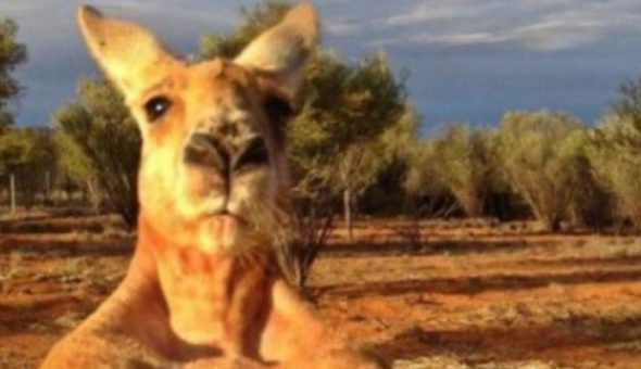 Australia de luto: murió Roger, el canguro más musculoso del mundo