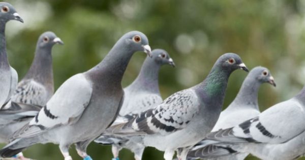 Las fotos que demuestran que las palomas se sientan igual que nosotros
