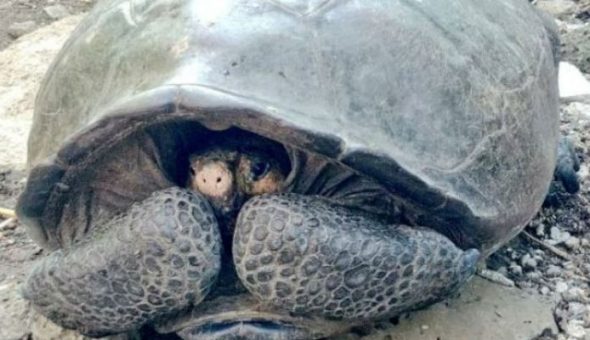 El increíble hallazgo de una tortuga gigante que se creía extinta desde ...
