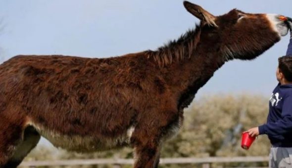 Burro gigante a centímetros de romper récord Guinness