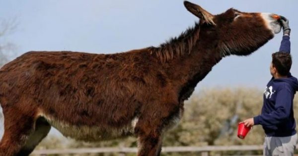 Burro gigante a centímetros de romper récord Guinness