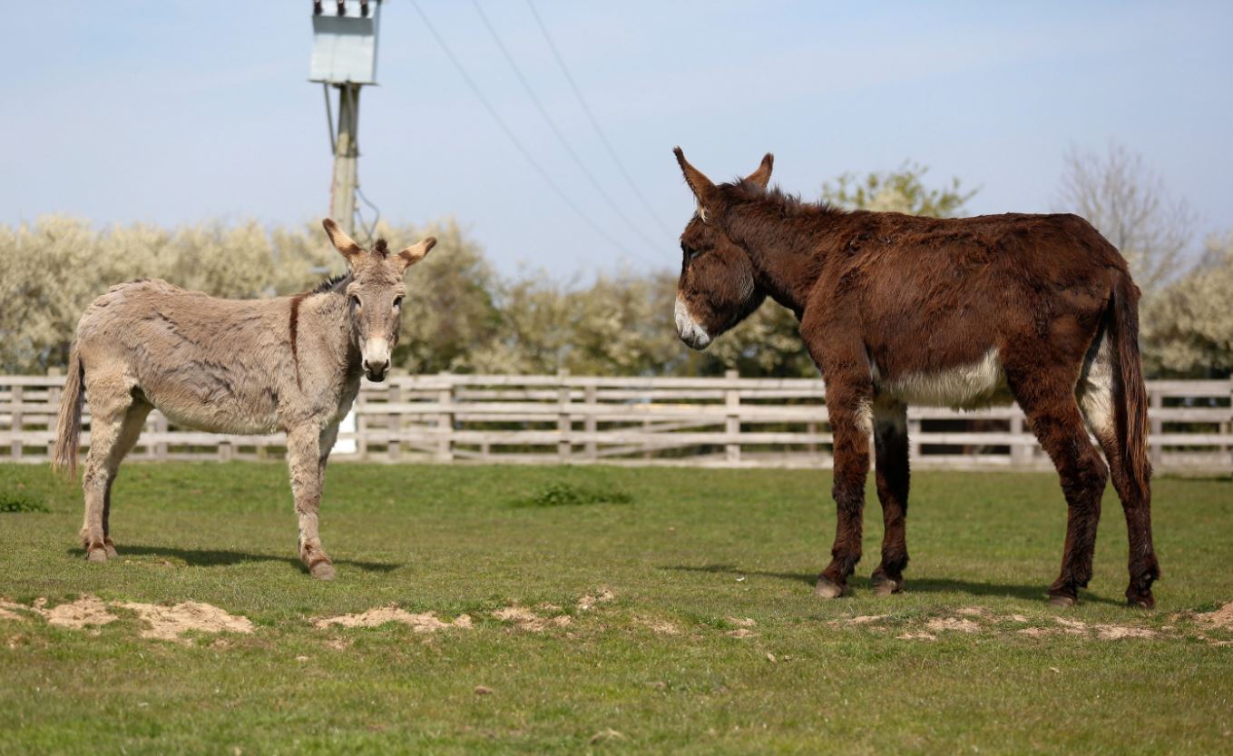 Burro gigante a centímetros de romper récord Guinness — Futuro Chile