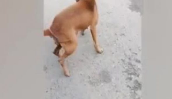 Lo más tierno que verás hoy: Perro finge tener una pata quebrada para ...