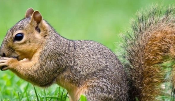 El gracioso viral de ardilla "cantando como Freddie Mercury"