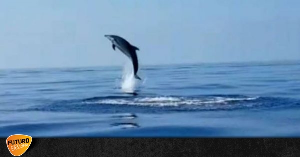 Delfín da las gracias cuando logran liberar a su cría de una red de pesca