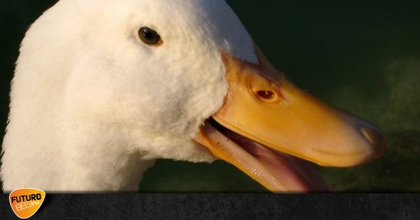 Viral del día: Pato "riéndose como humano" provoca risas en Internet