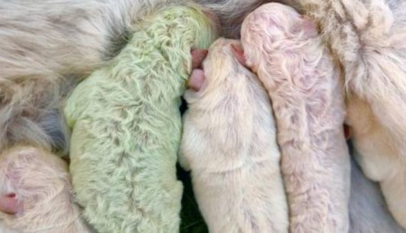 El tierno video de un perrito rezando antes de comer