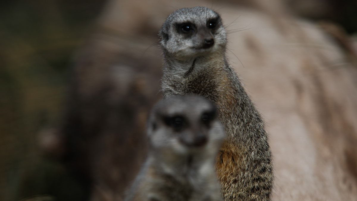 Presentan proyecto para que zoofilia sea tipificado como delito ...