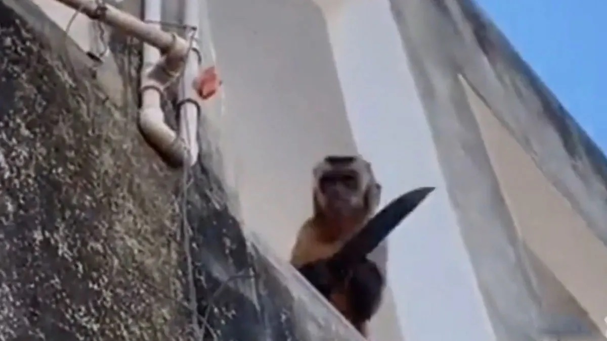 ¡Brígido del mono! Amenazó con cuchillo a habitantes de ciudad en ...