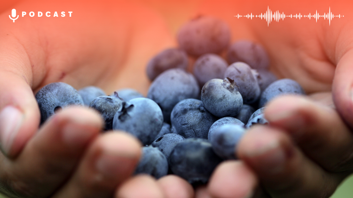 Arándanos: ¿cuáles son sus beneficios para la salud? — Futuro Chile