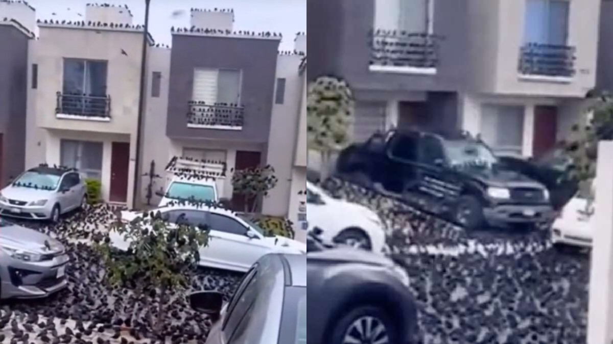 Rara conducta de cuervos en México genera preocupación — Futuro Chile