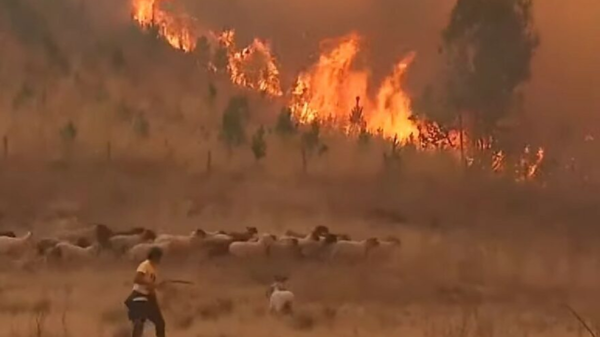 Imágenes sensibles: El desolador momento en el que ovejas murieron por ...