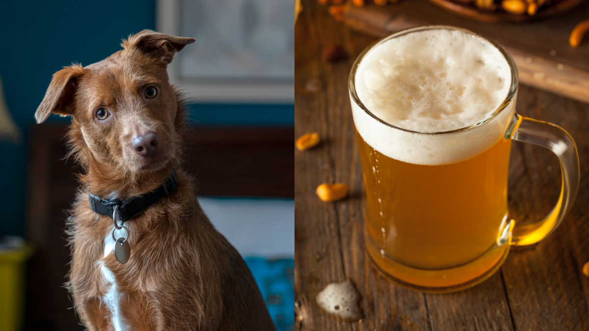 "Síntomas asociados a la abstinencia": Encuentran a perro adicto al ...