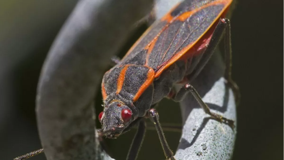 Chinche del arce: ¿Cómo llegó a Chile? — Futuro Chile