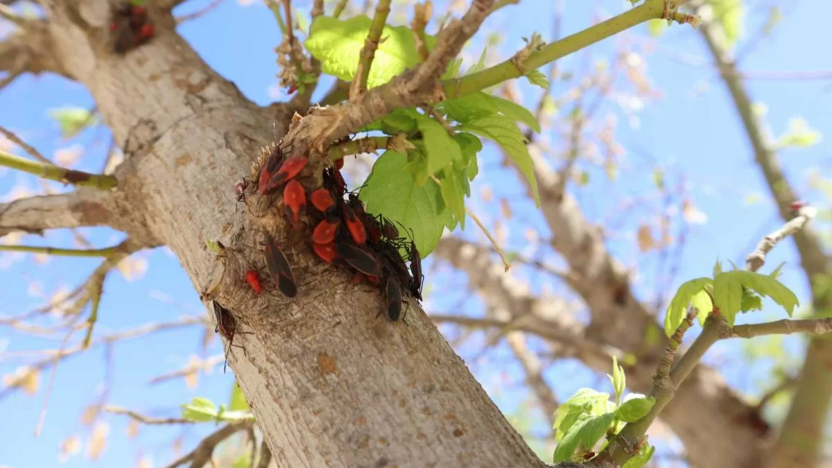 Chinche del arce: ¿Cómo identificar este insecto? — Futuro Chile