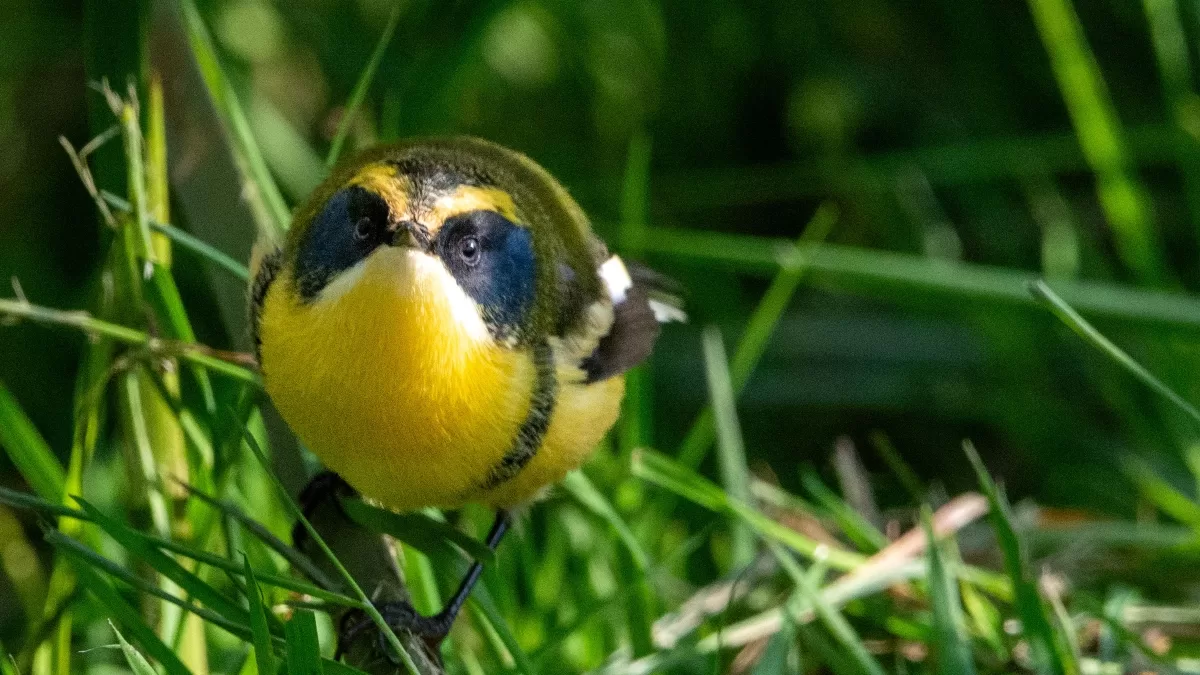 ¿Sabías que el hábitat de “Fiu”, ave que inspiró a la mascota de los ...